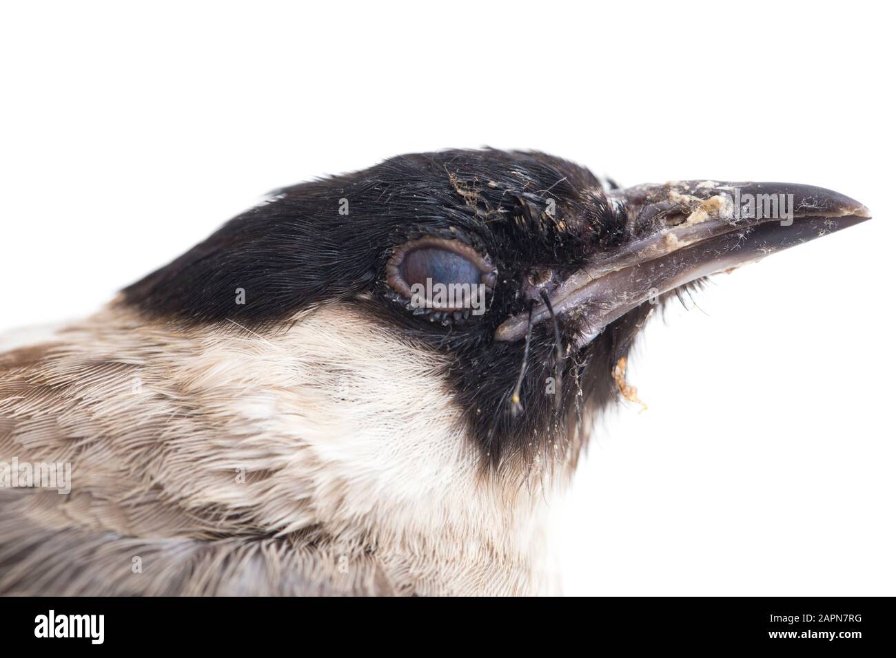 The sooty-headed bulbul (Pycnonotus aurigaster) isolated on white ...
