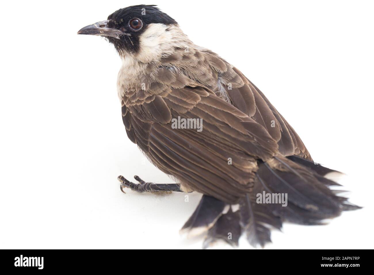 The sooty-headed bulbul (Pycnonotus aurigaster) isolated on white ...