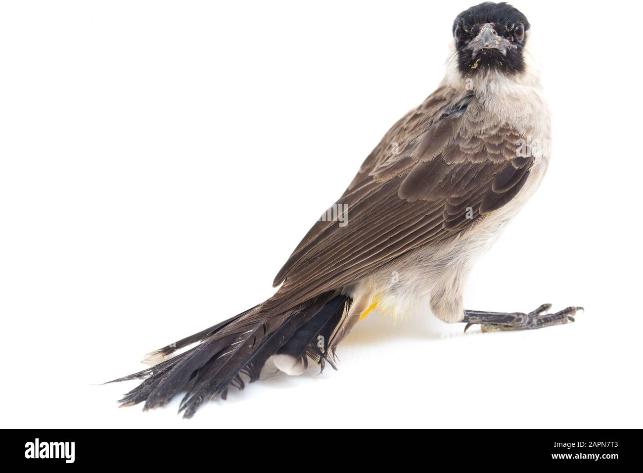 The sooty-headed bulbul (Pycnonotus aurigaster) isolated on white ...