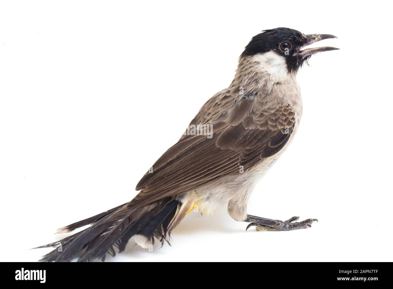 The sooty-headed bulbul (Pycnonotus aurigaster) isolated on white ...