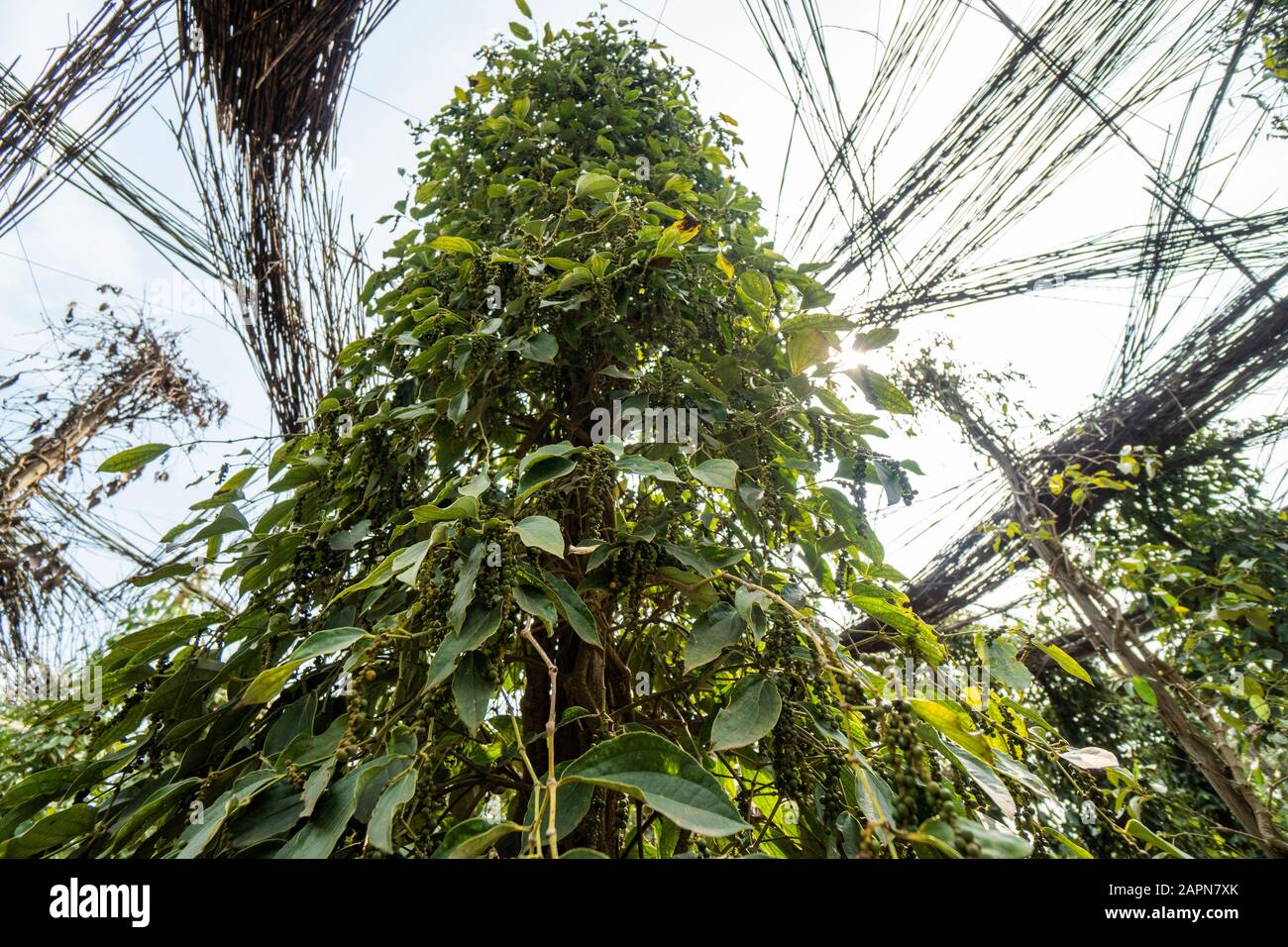 Black pepper plants growing on plantation in Asia. Ripe green peppers ...