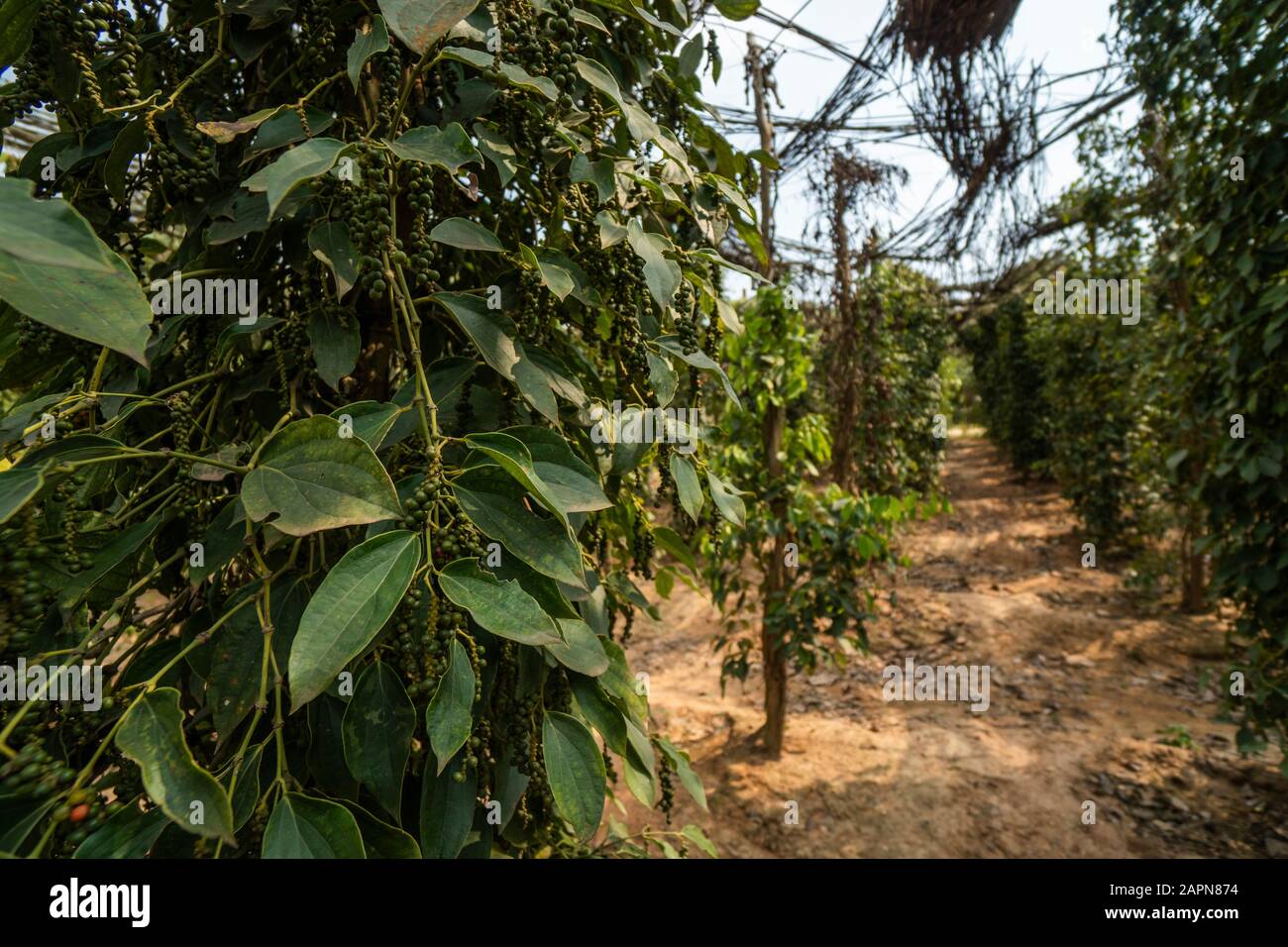 Black pepper trees piper nigrum hi-res stock photography and images - Alamy