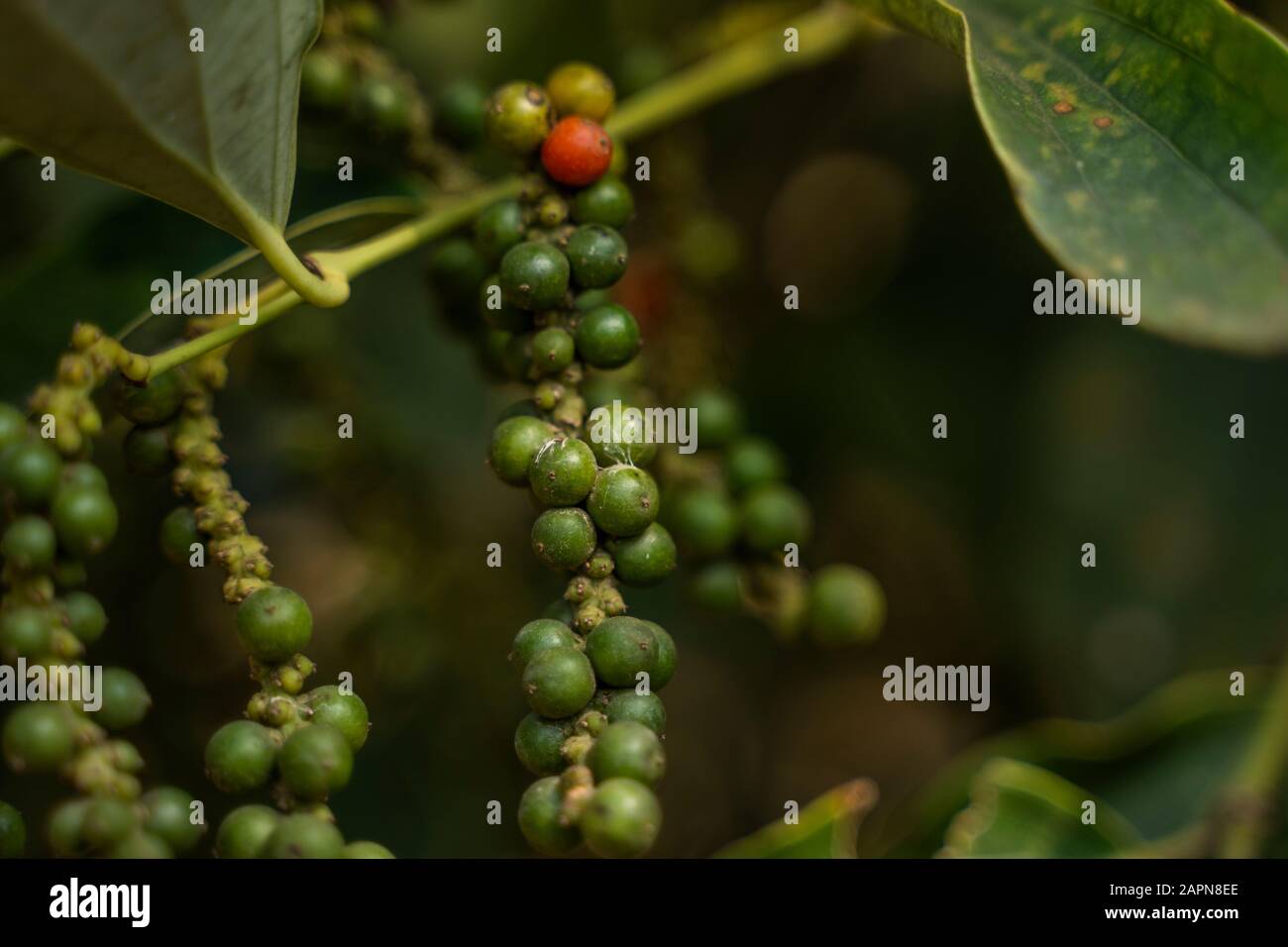 Black pepper plants growing on plantation in Asia. Ripe green peppers ...