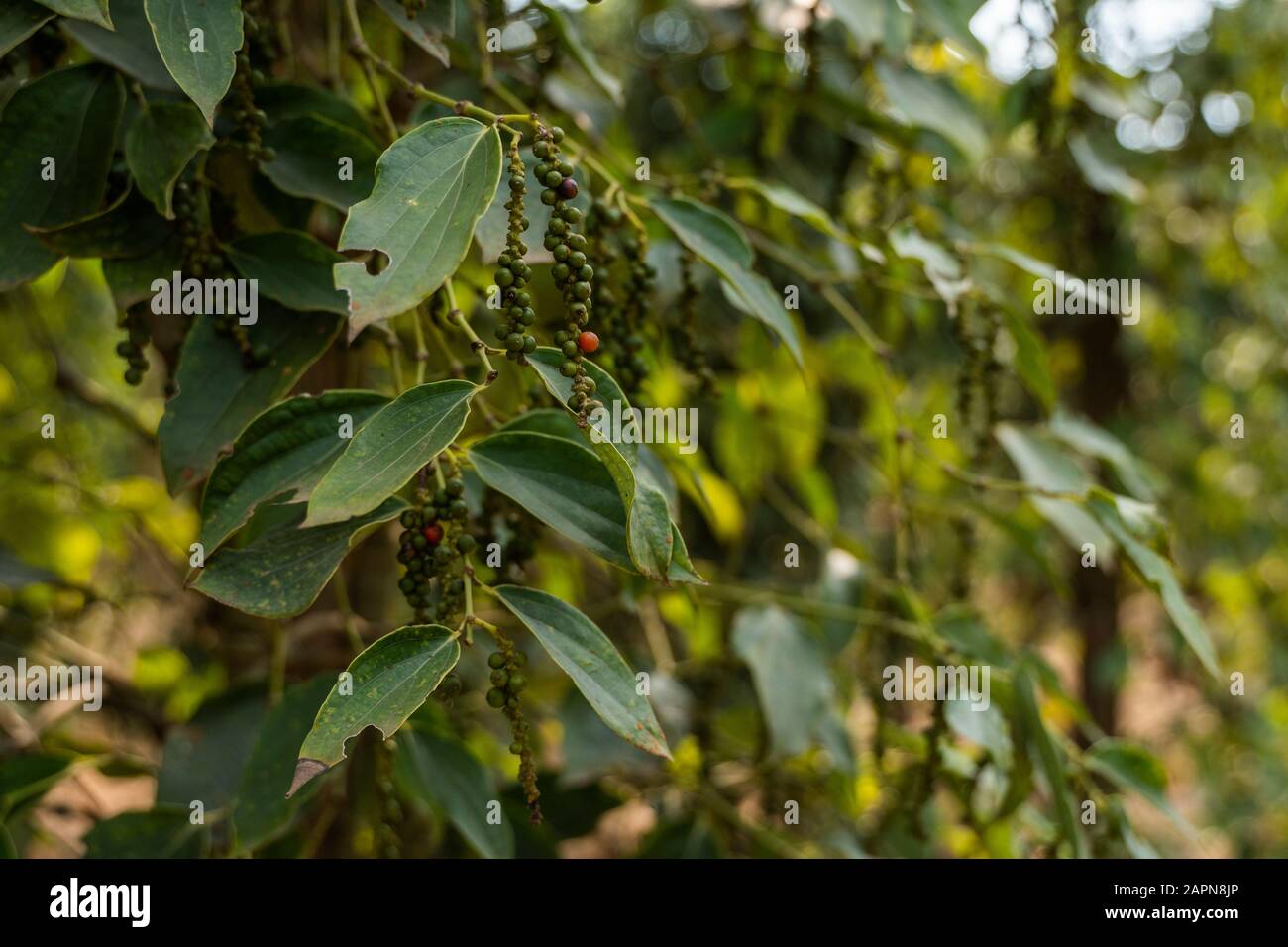 Black pepper plants growing on plantation in Asia. Ripe green peppers ...
