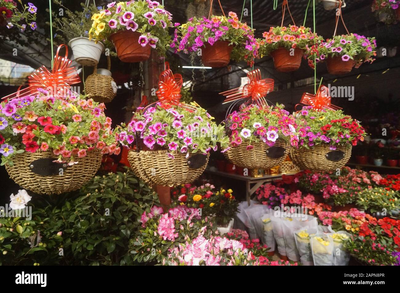 Hanging flower basket bonsai Stock Photo - Alamy