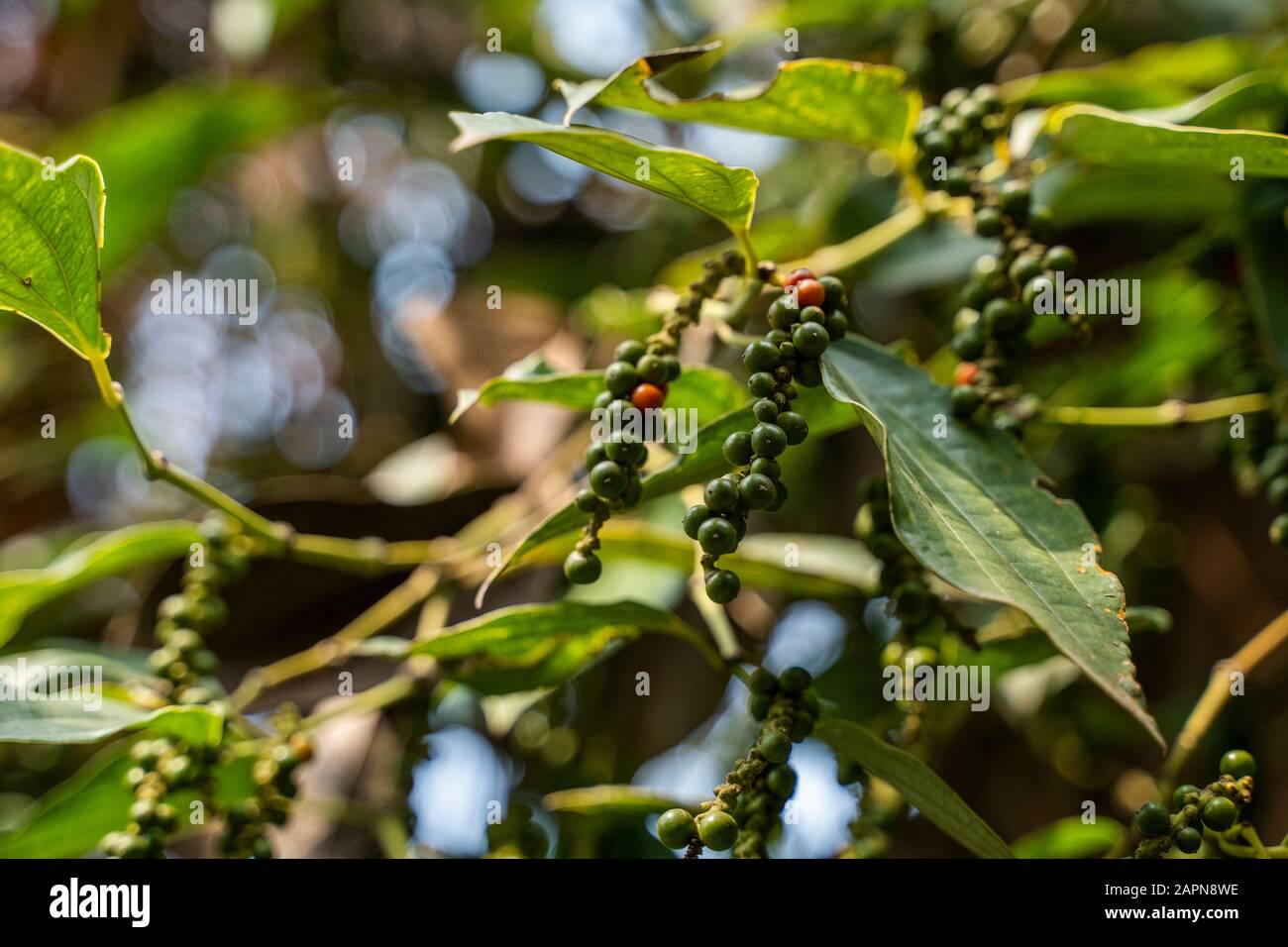 Black pepper plants growing on plantation in Asia. Ripe green peppers ...