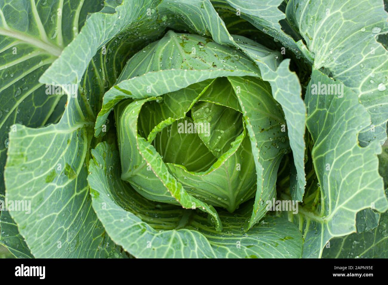 Green cabbage with open leaves in the garden, top view Stock Photo - Alamy