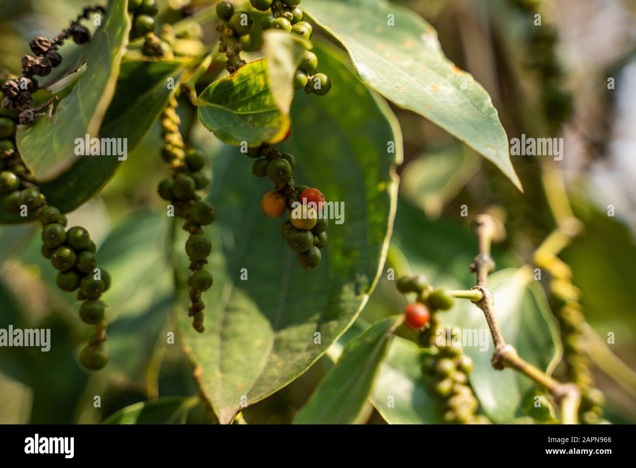 Black pepper plants growing on plantation in Asia. Ripe green peppers ...
