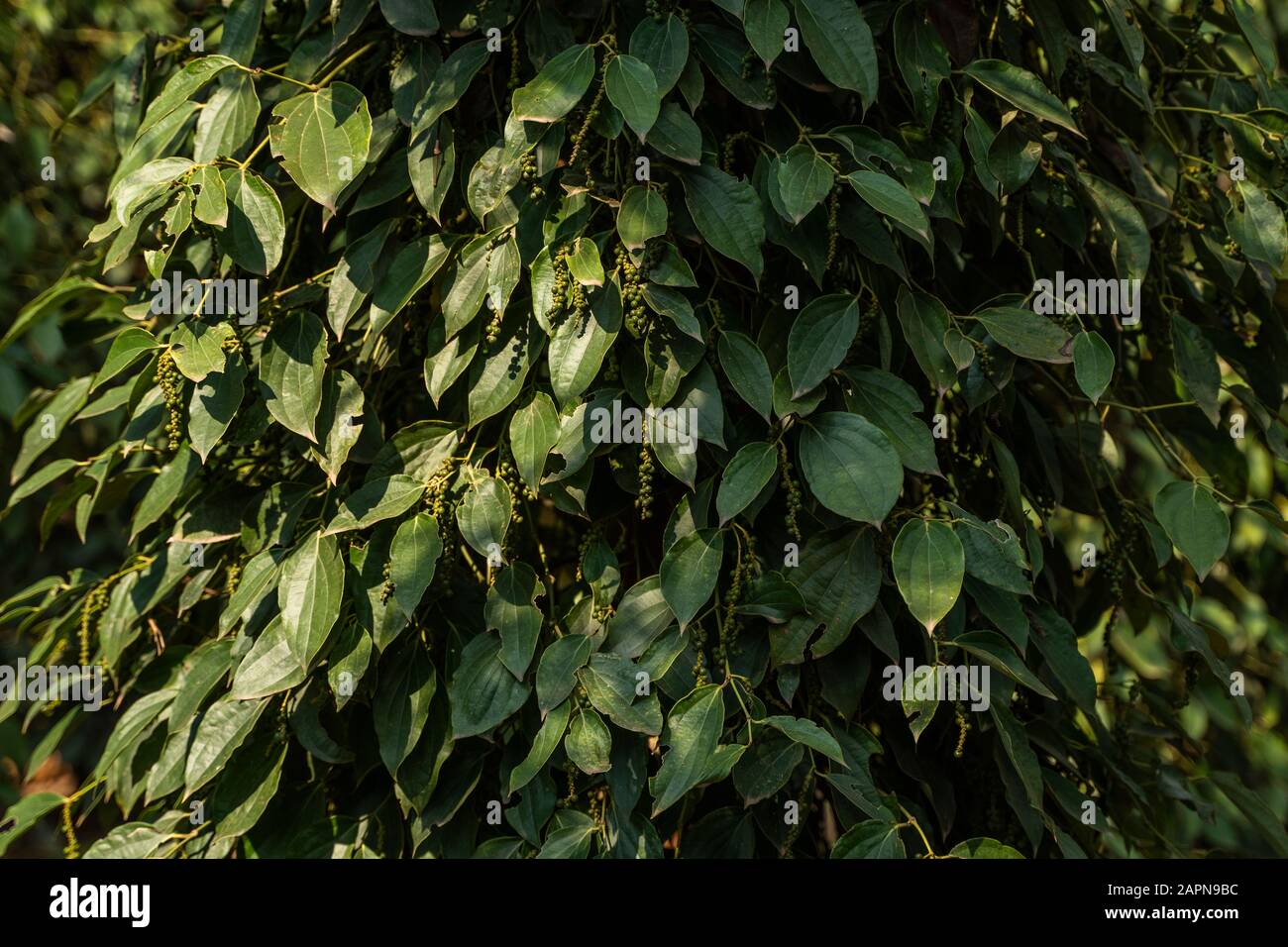Black pepper plants growing on plantation in Asia. Ripe green peppers ...