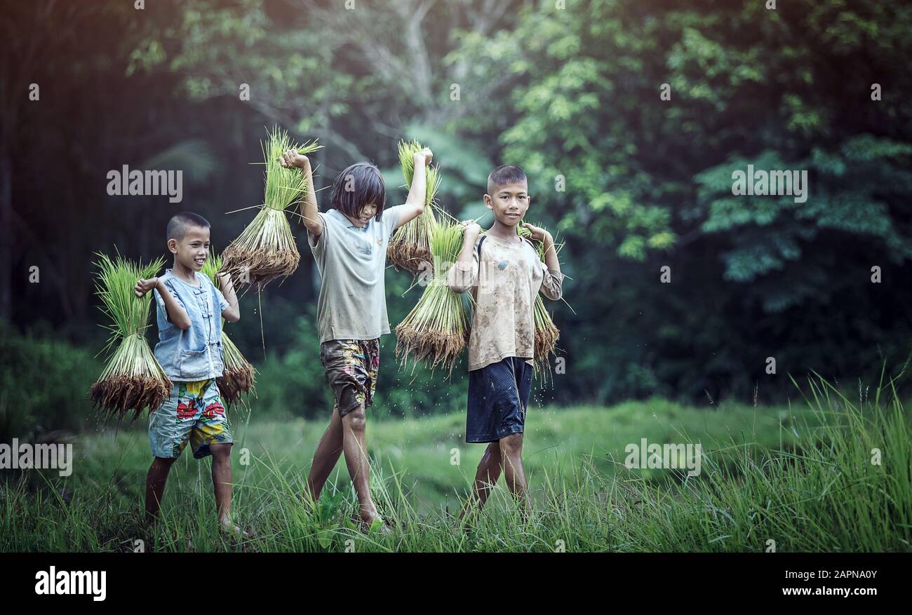 Asian children farmer on rice field Stock Photo - Alamy