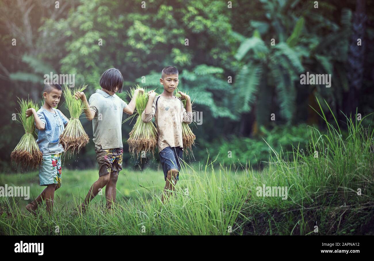 Asian children farmer on rice field Stock Photo - Alamy