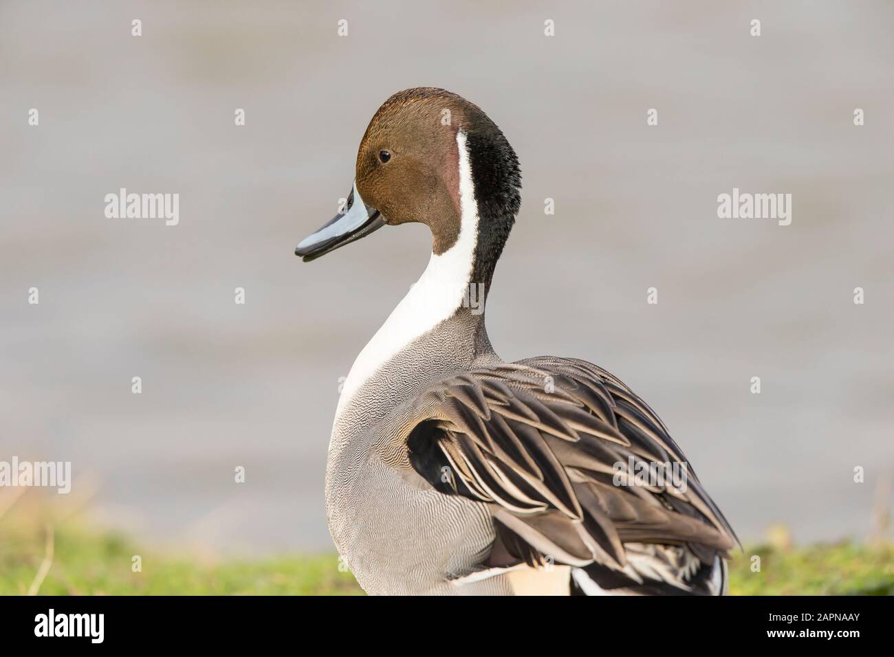 Drake pintail uk hi-res stock photography and images - Alamy