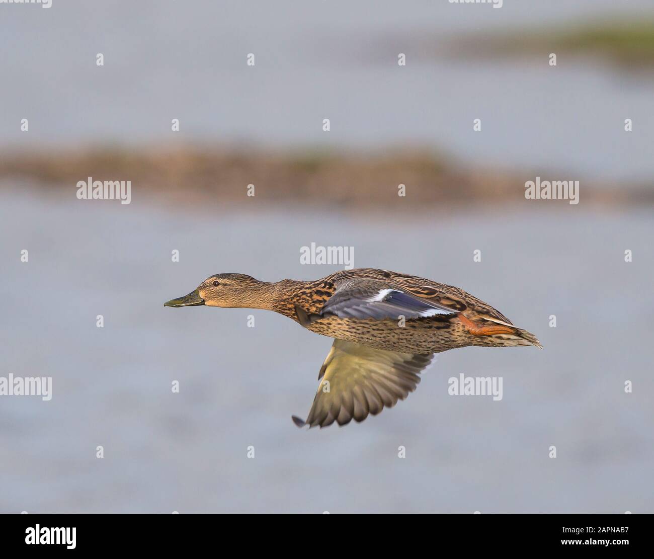 Mallard uk hen hi-res stock photography and images - Alamy