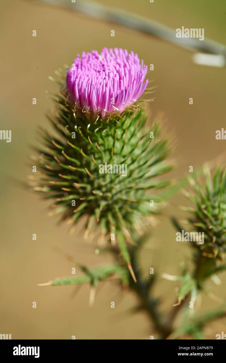 Bull thistle hi-res stock photography and images - Alamy