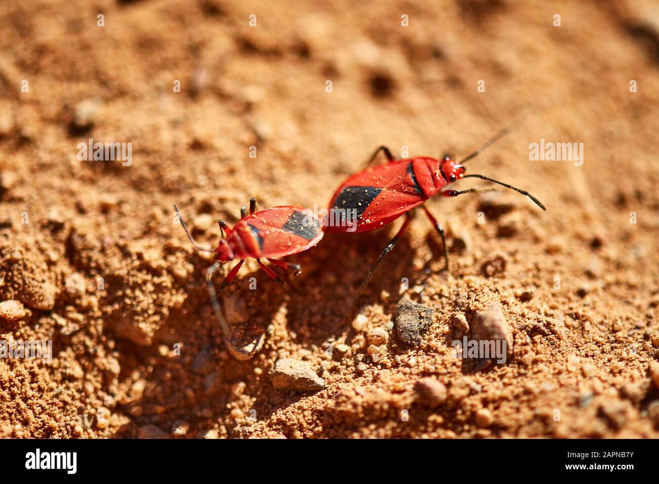 Cotton Stainer bugs mating Stock Photo - Alamy