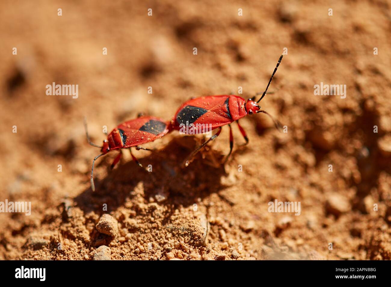 Cotton Stainer bugs mating Stock Photo - Alamy