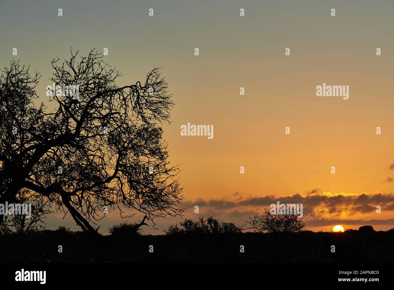 Kuifkop visvanger hi-res stock photography and images - Alamy