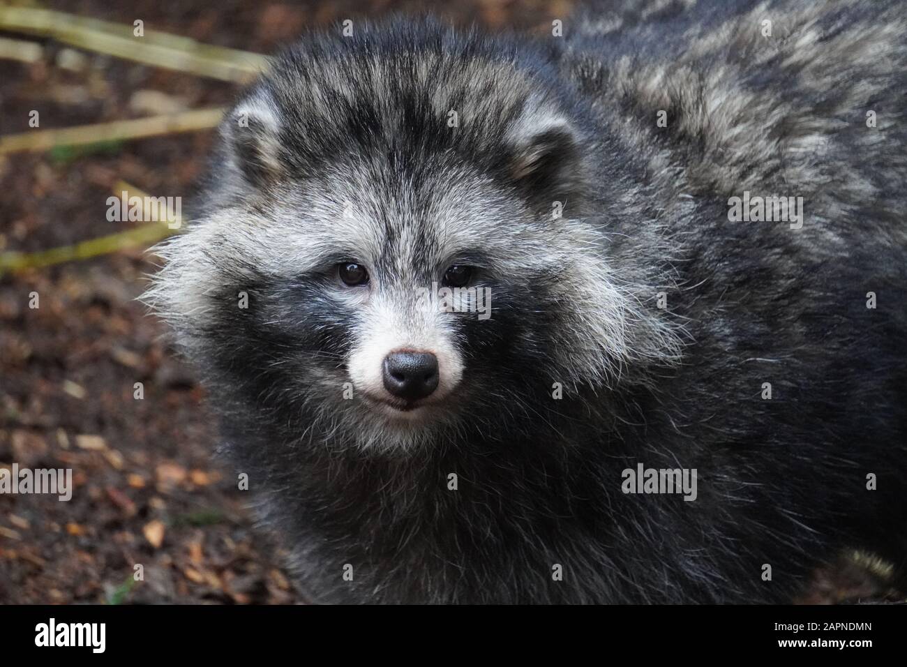 Tanuki dog hi-res stock photography and images - Alamy