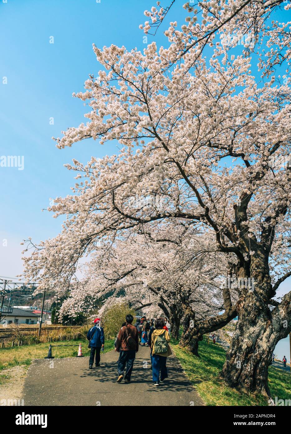 Miyagi, Japan - April 14, 2019. Cherry blossom at riverbank park of ...