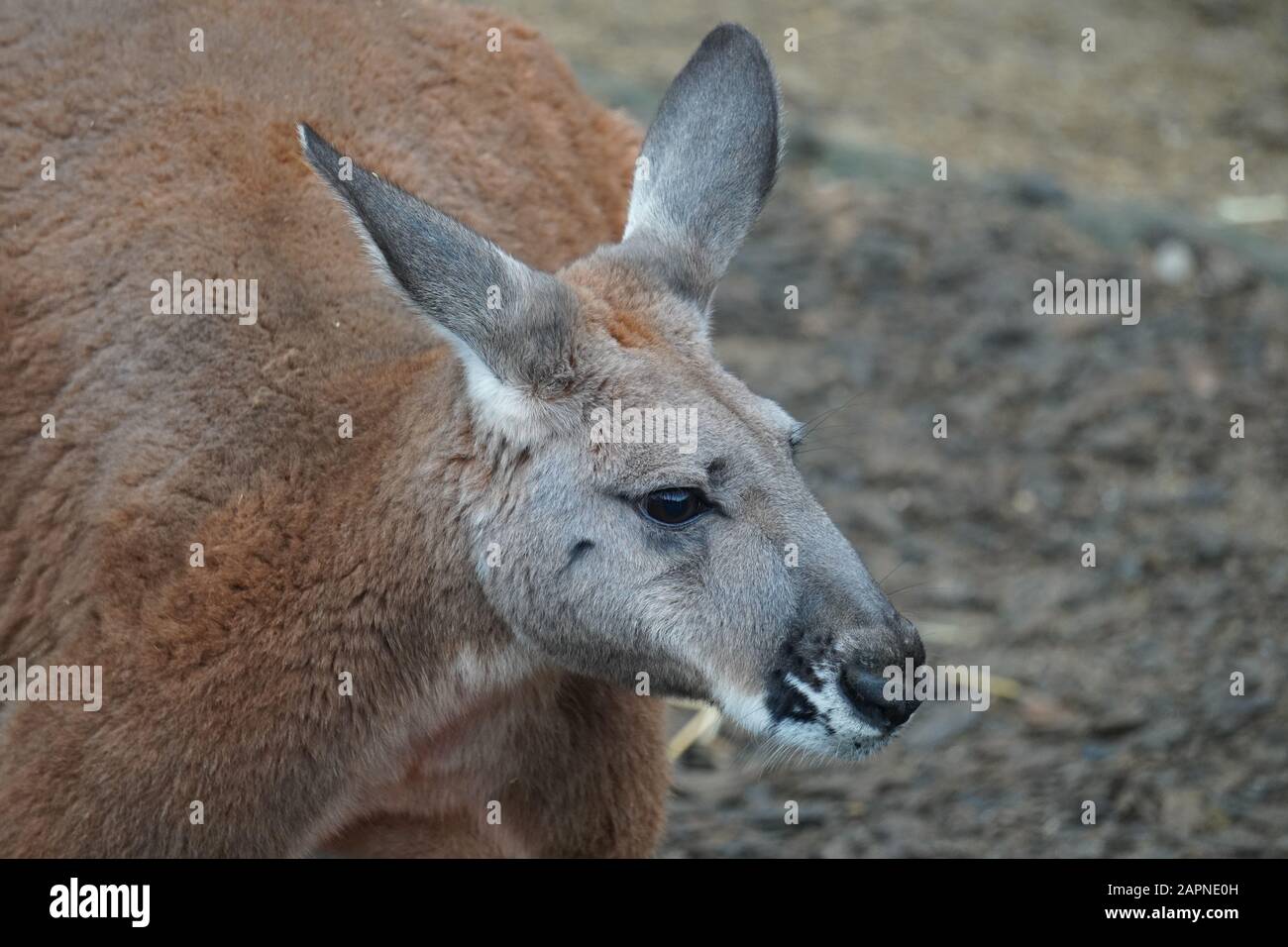 Kangaroo face hi-res stock photography and images - Alamy