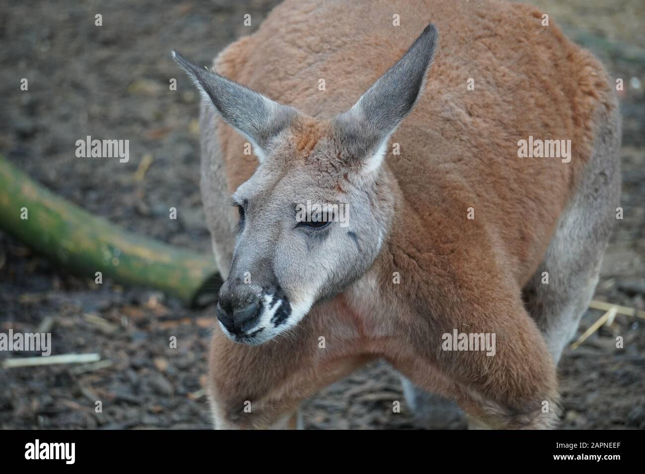 Kangaroo eye not wallaby hi-res stock photography and images - Alamy