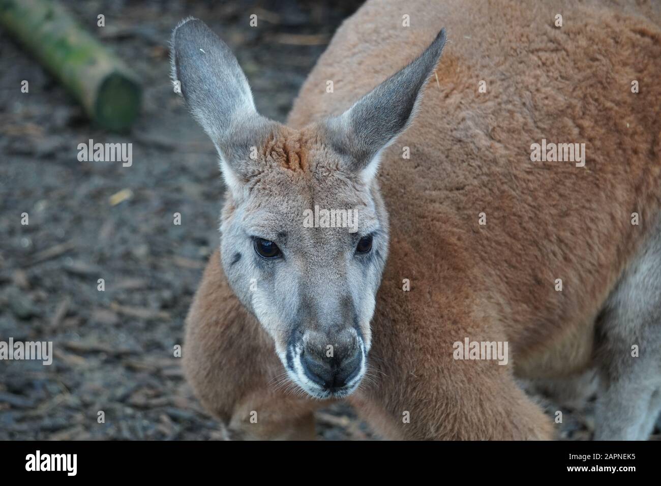 Kangaroo face hi-res stock photography and images - Alamy
