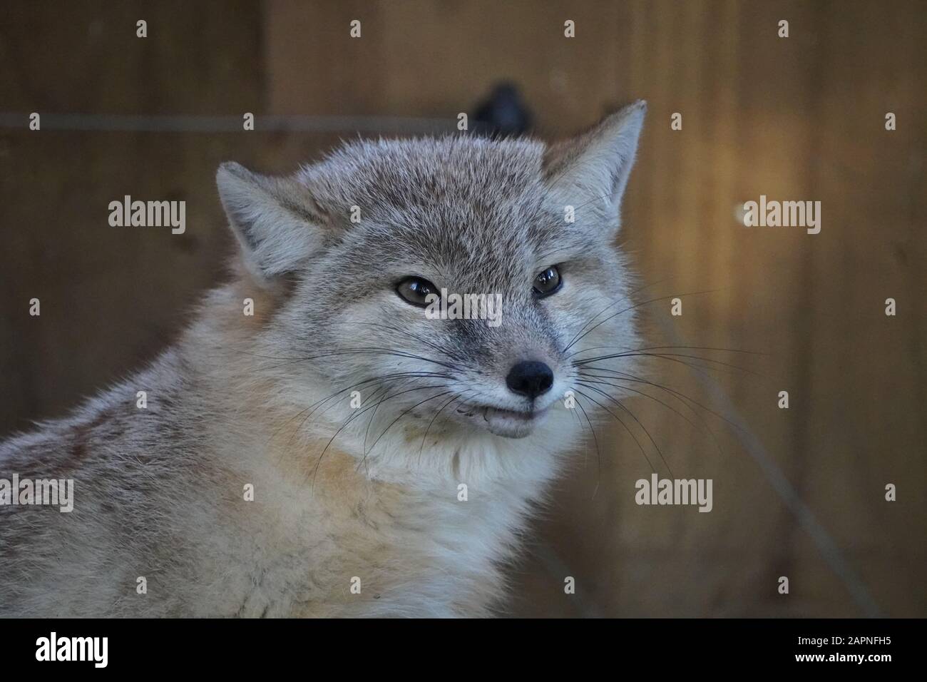 Corsac fox hi-res stock photography and images - Alamy