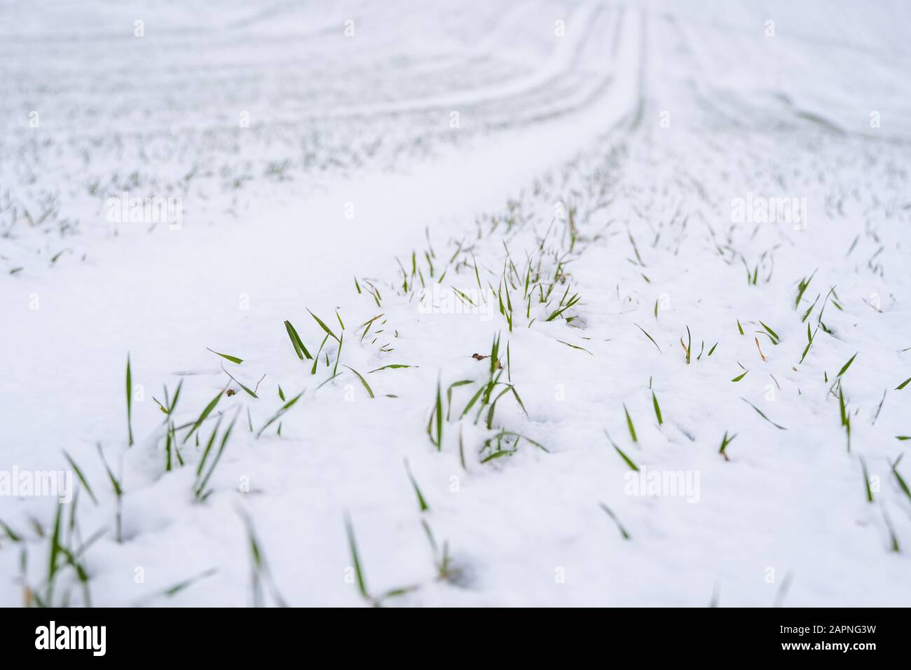 Wheat field covered with snow in winter season. Winter wheat. Green ...