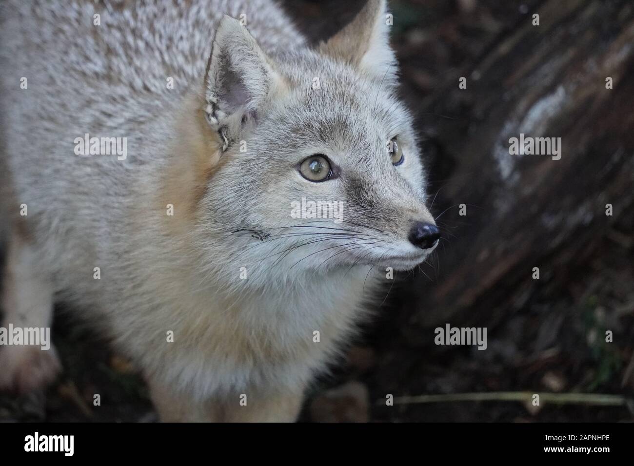 Corsac fox hi-res stock photography and images - Alamy