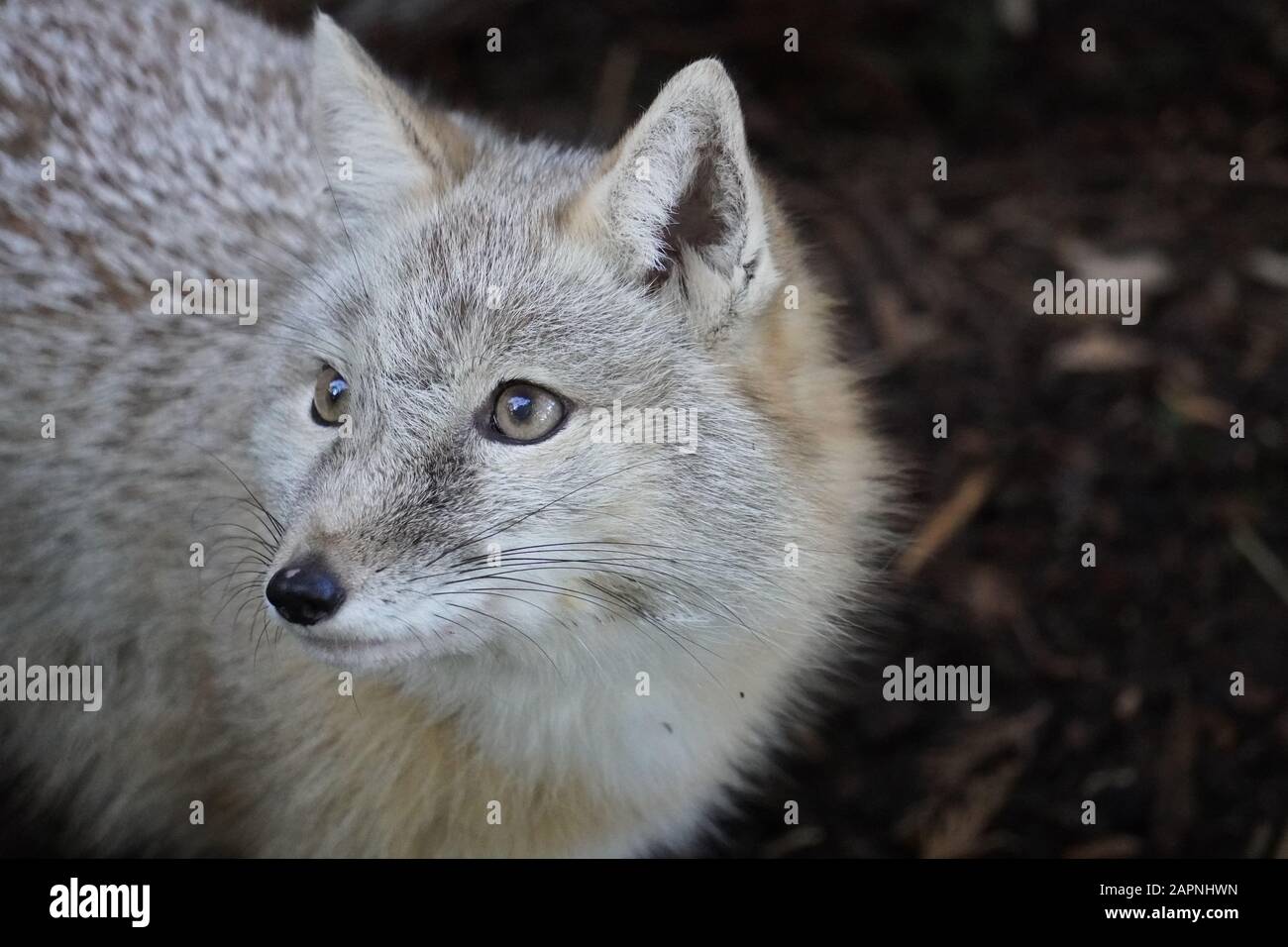 Corsac fox hi-res stock photography and images - Alamy