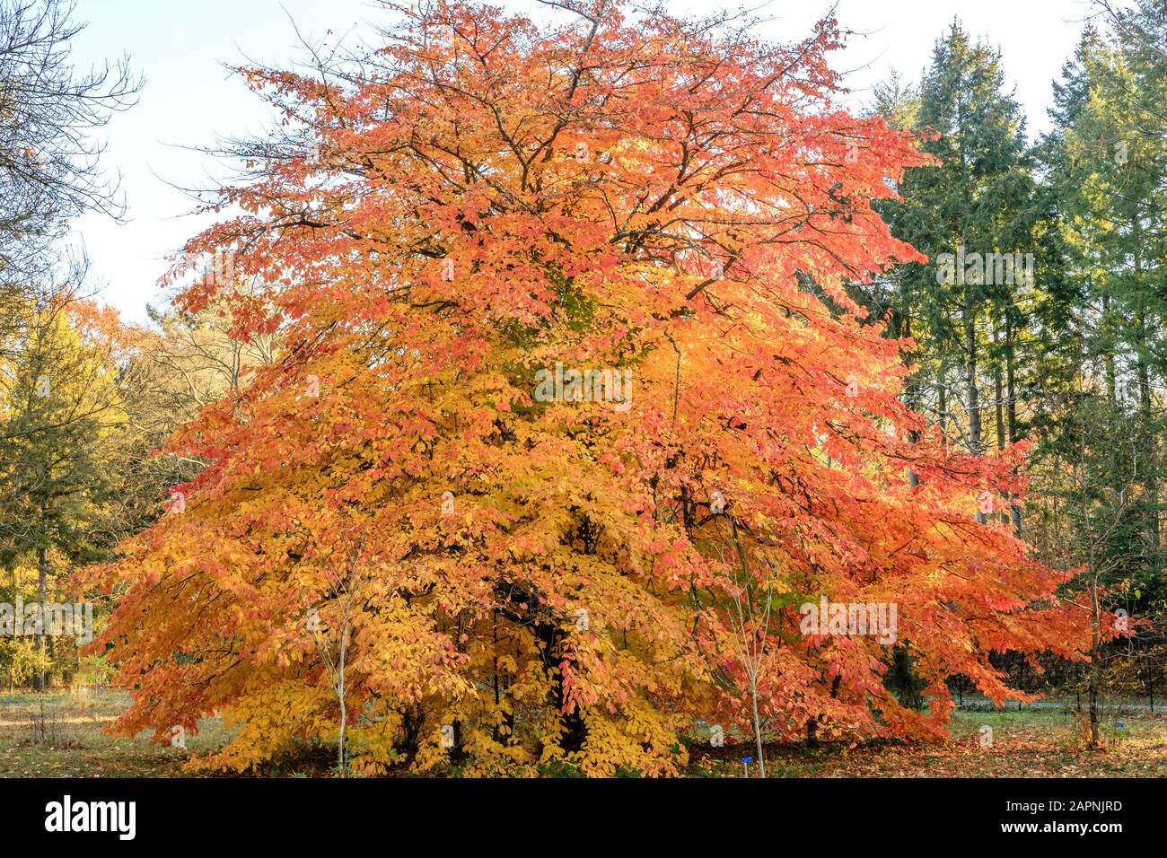Parrotia persica, Persian ironwood in autumn, Arboretum national des ...