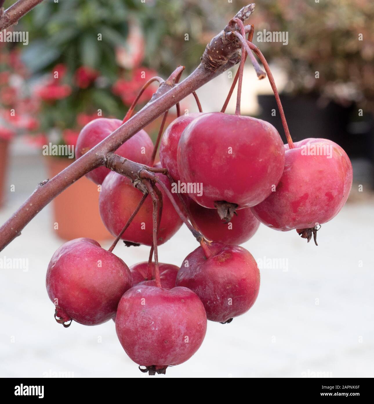 edible, colorful and inviting winter berries Stock Photo - Alamy