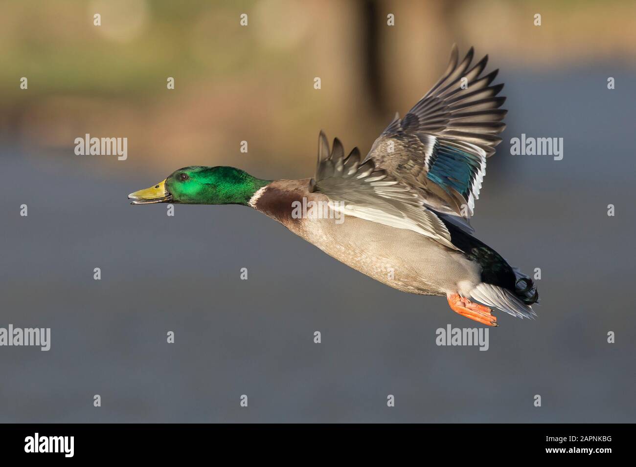 Side close up of wild UK male mallard drake (Anas platyrhynchos ...