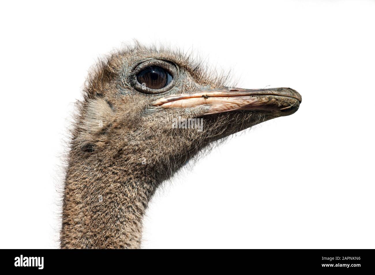 Common ostrich (Struthio camelus) close up of head against white ...