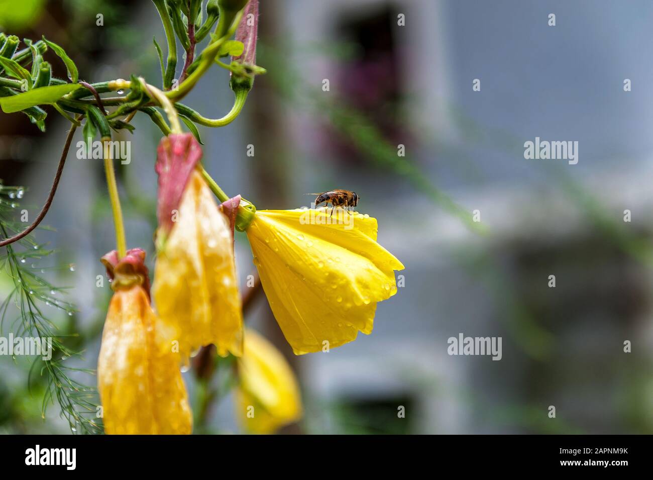 Summer rain yellow flowers hi-res stock photography and images - Alamy