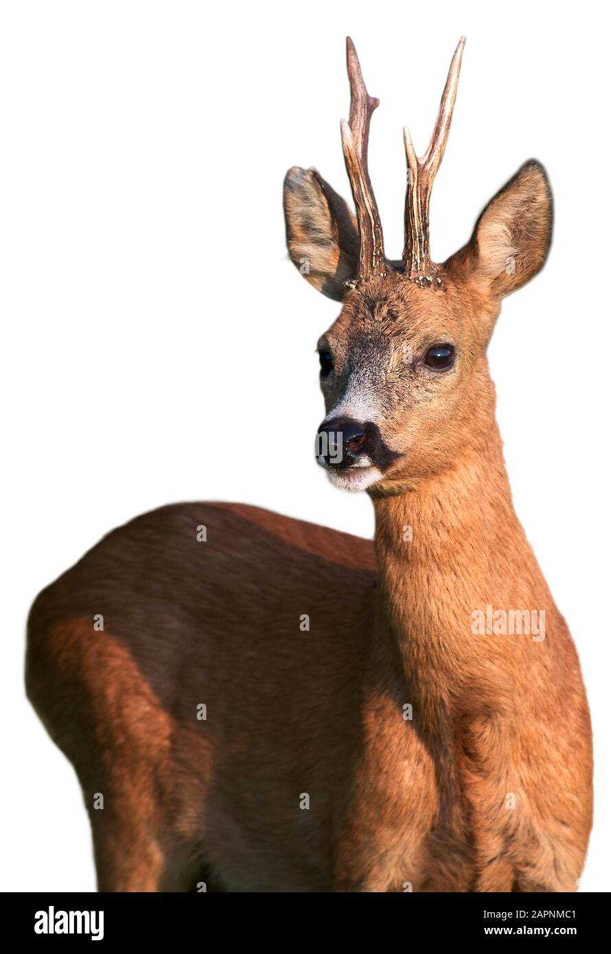 Roe buck deer male hi-res stock photography and images - Alamy