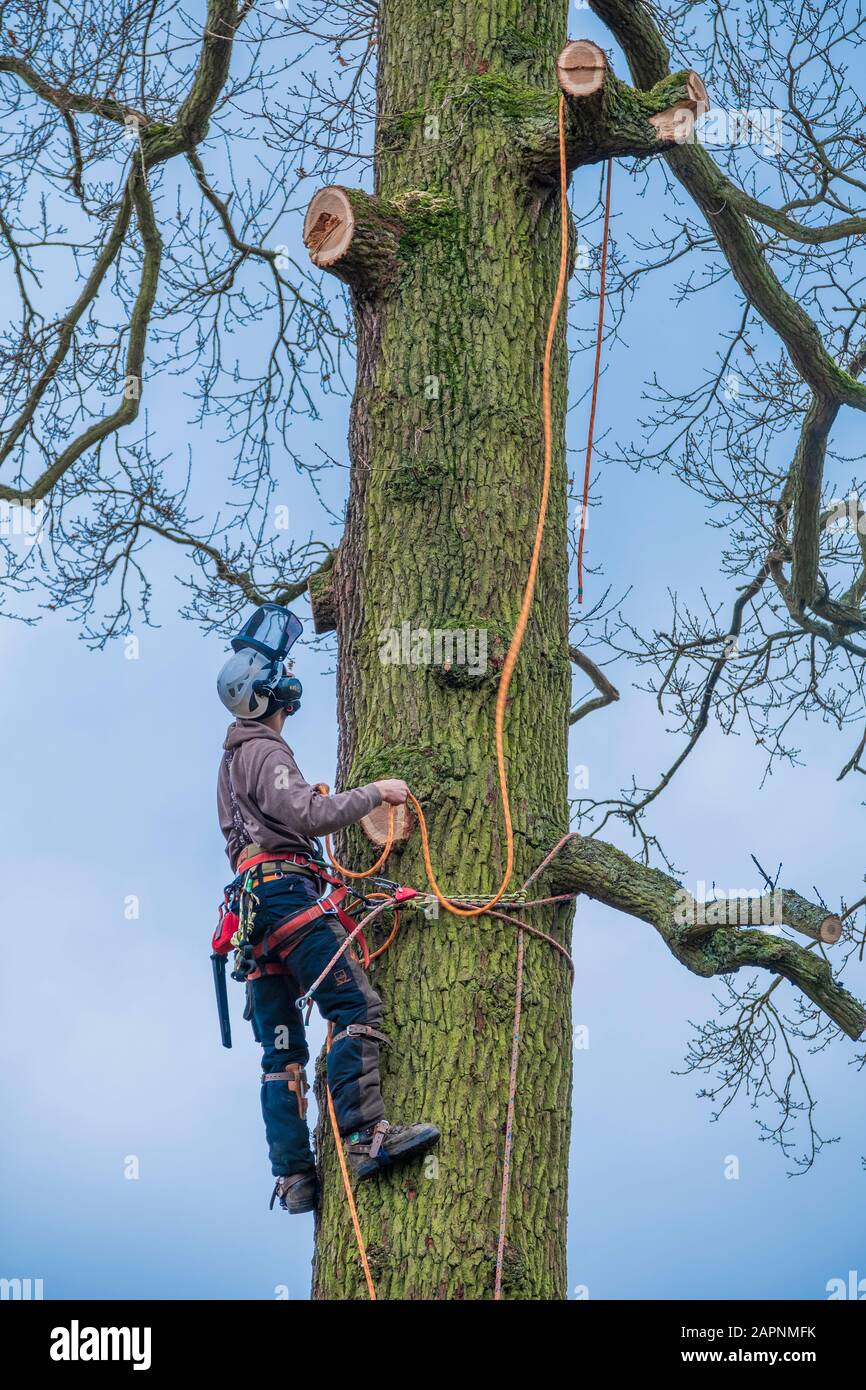 A tree surgeon at work climbing a large oak tree and preparing to fell ...