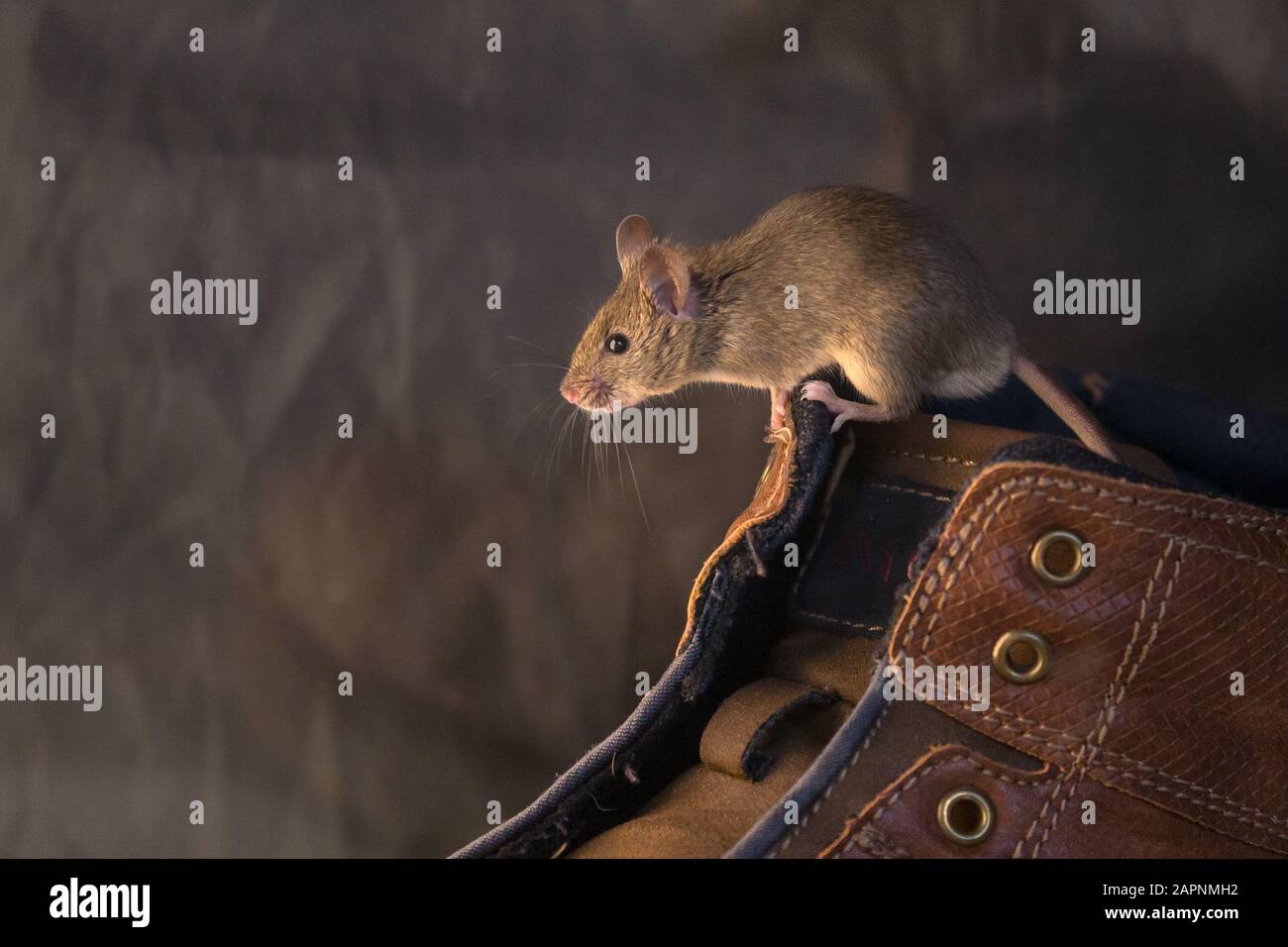mouse in the shoe Stock Photo - Alamy