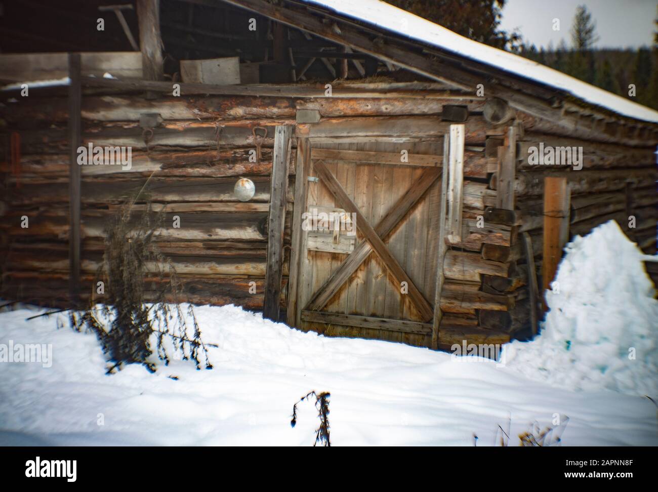 A wooden door on an old log barn on a cattle farm, along Killbrenan ...