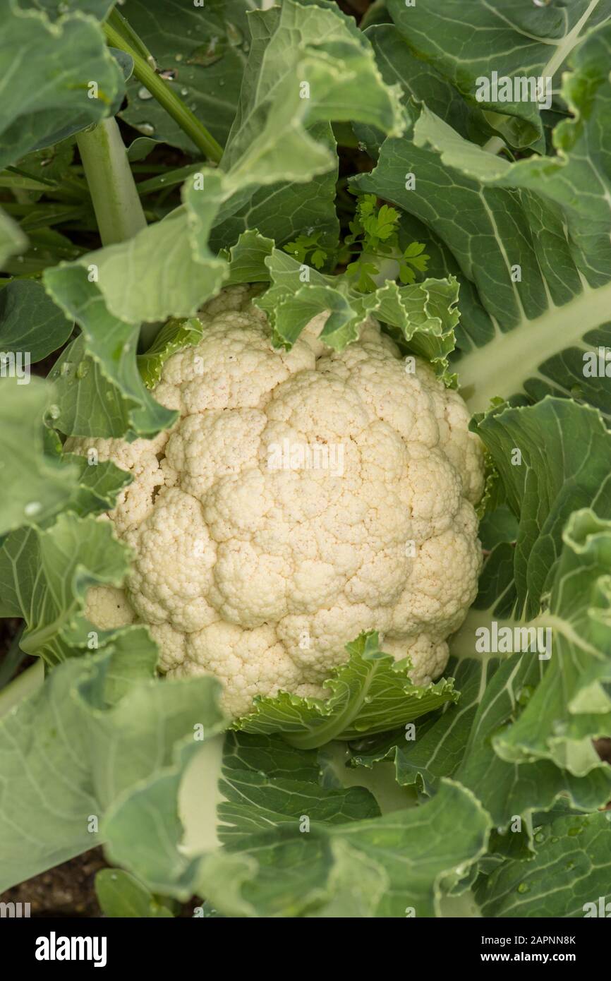 Close up of Cauliflower heads plants, Cauliflowers, growing in vegetable garden Stock Photo - Alamy