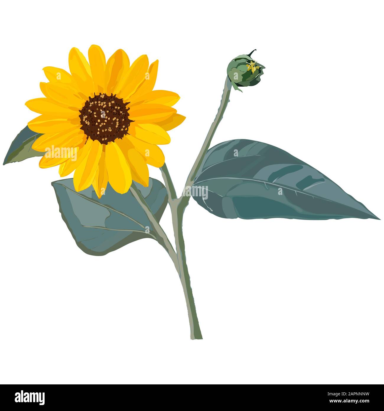 Leaves sunflower vector hi-res stock photography and images - Alamy