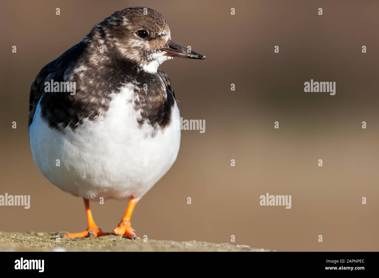 Small seabird, common on the North Sea coast Stock Photo - Alamy