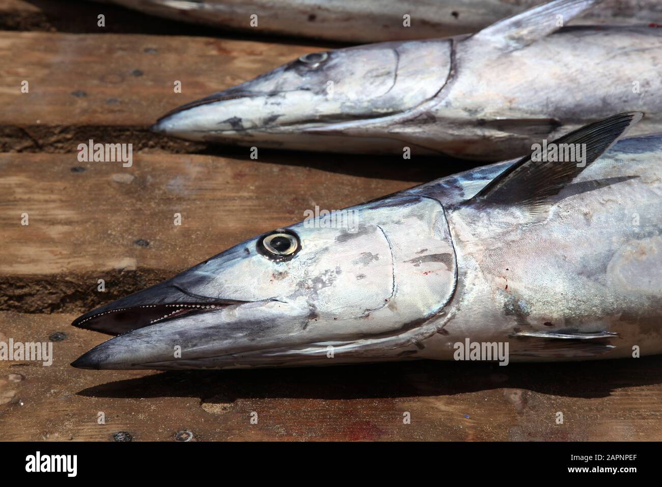 Freshly caught fish in fish market on pier in Santa Maria, Sal Cape ...