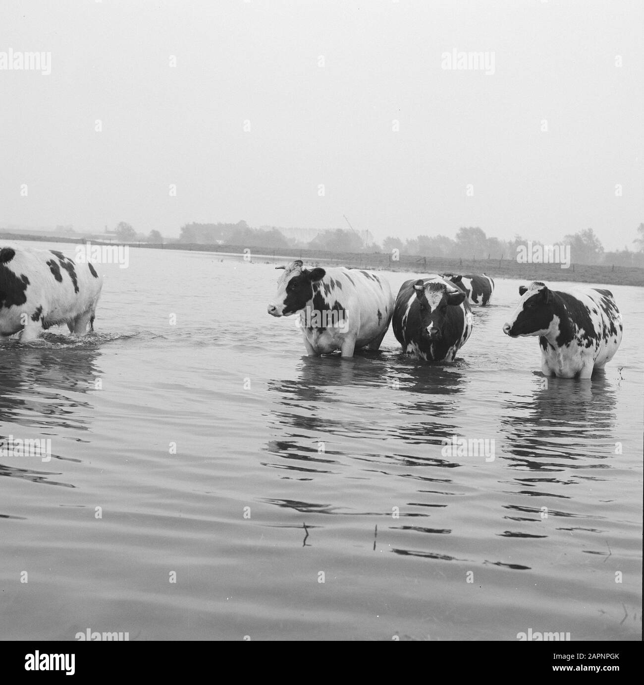 waternuisance, livestock Date: undated Location: IJssel Keywords ...