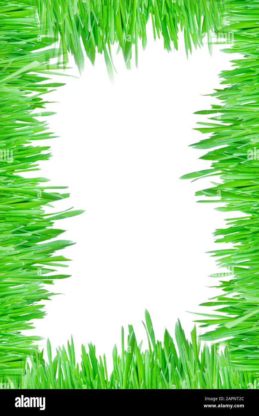 green grass. isolate on a white background. Border design and edging on ...