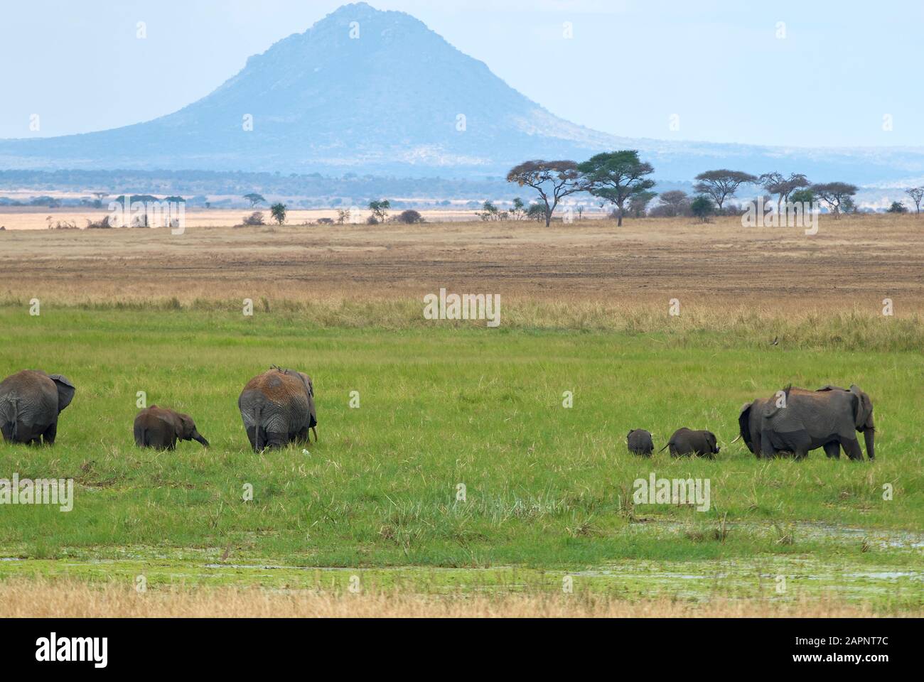 Elephants in swamp hi-res stock photography and images - Alamy