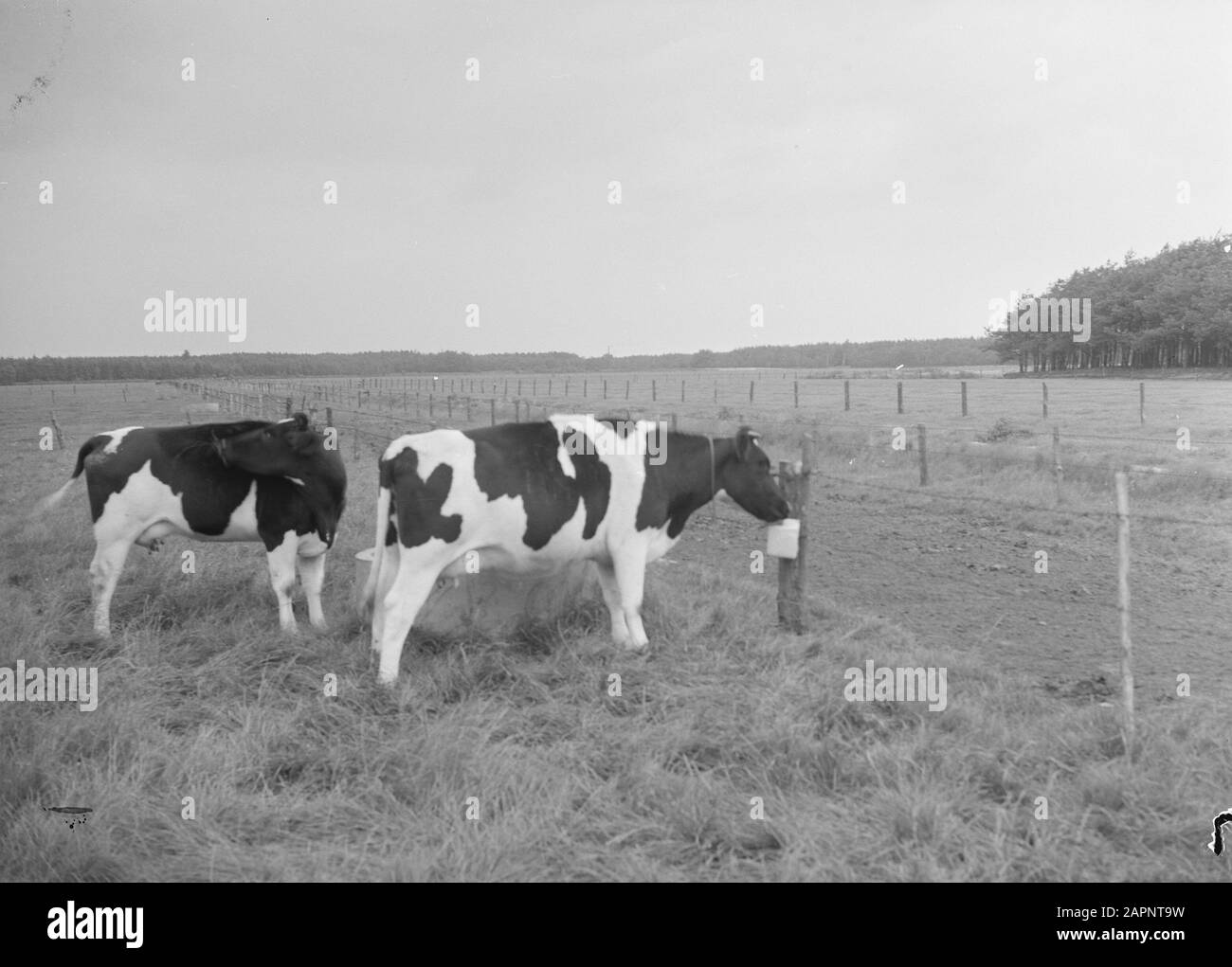 mining, cattle in the meadow, general images, peat stitch reportage ...