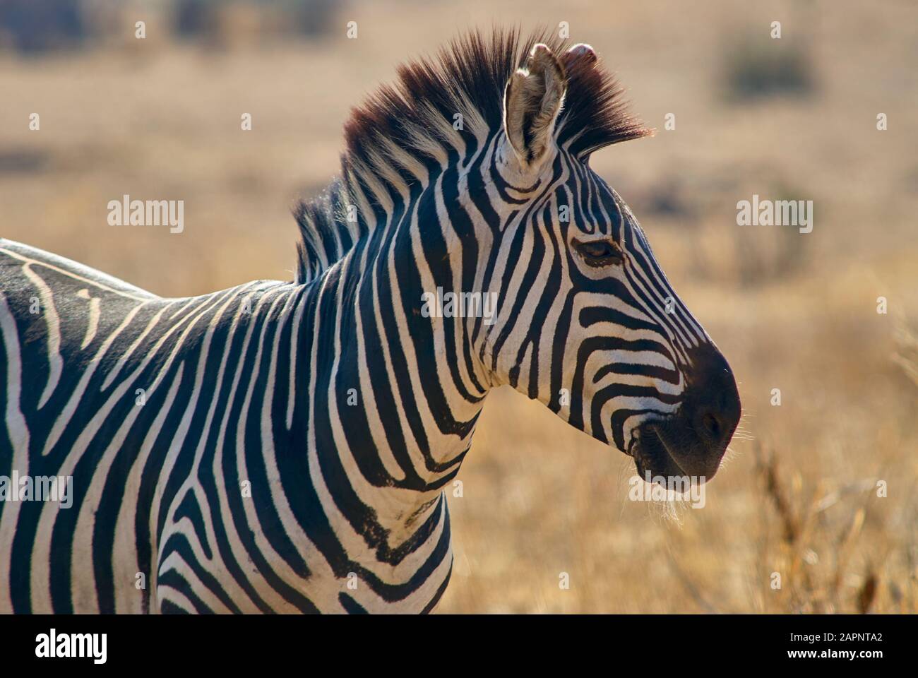 The mane of a common zebra hi-res stock photography and images - Alamy