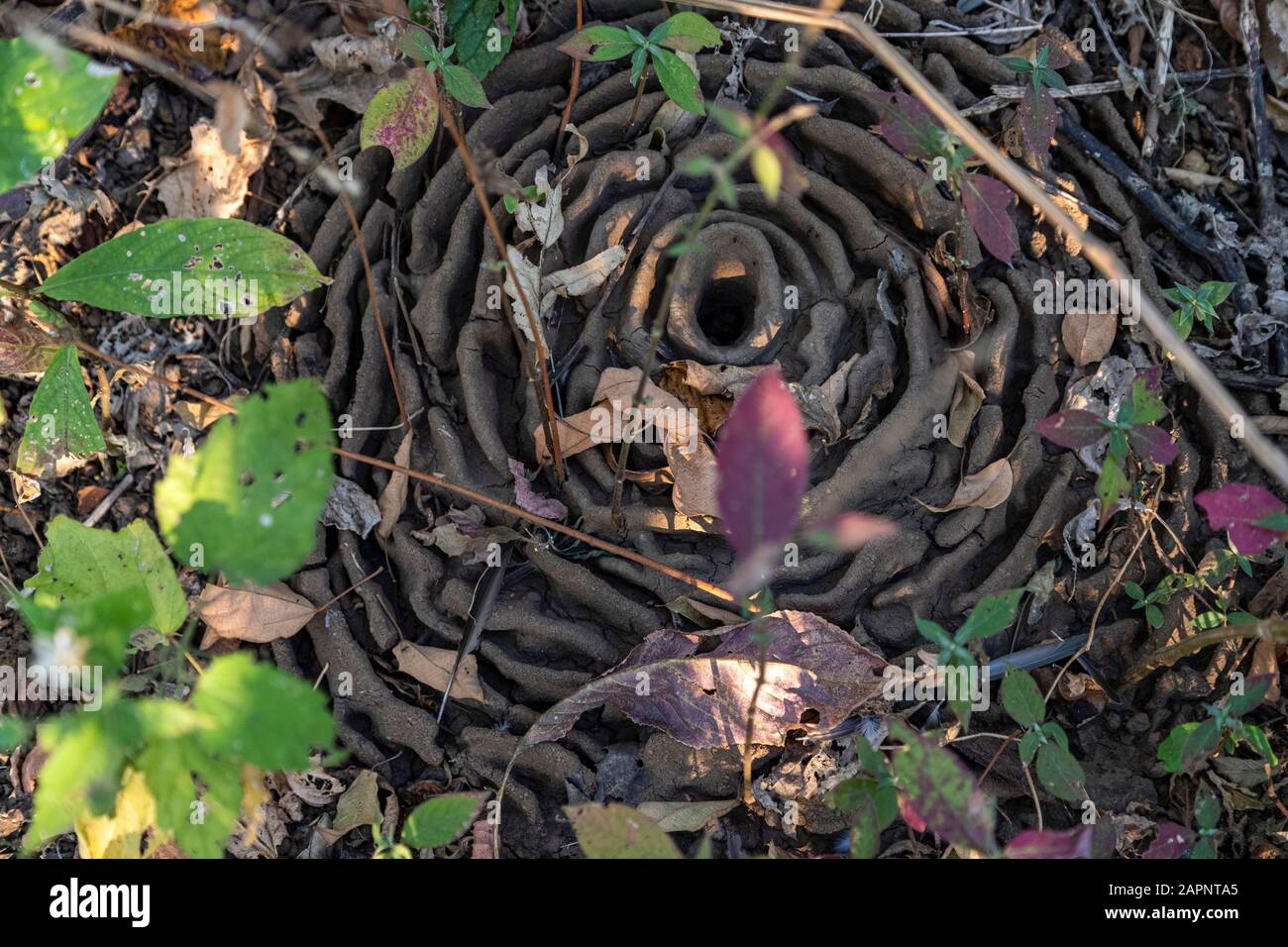 The black ant mud home in the ground of the forest in Maharashtra india ...