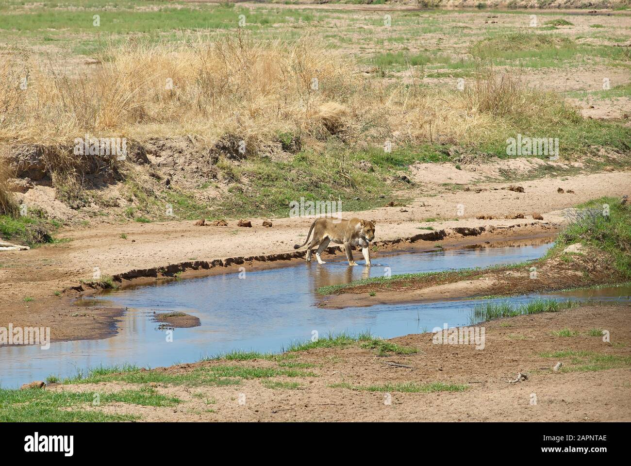 Lolloping hi-res stock photography and images - Alamy